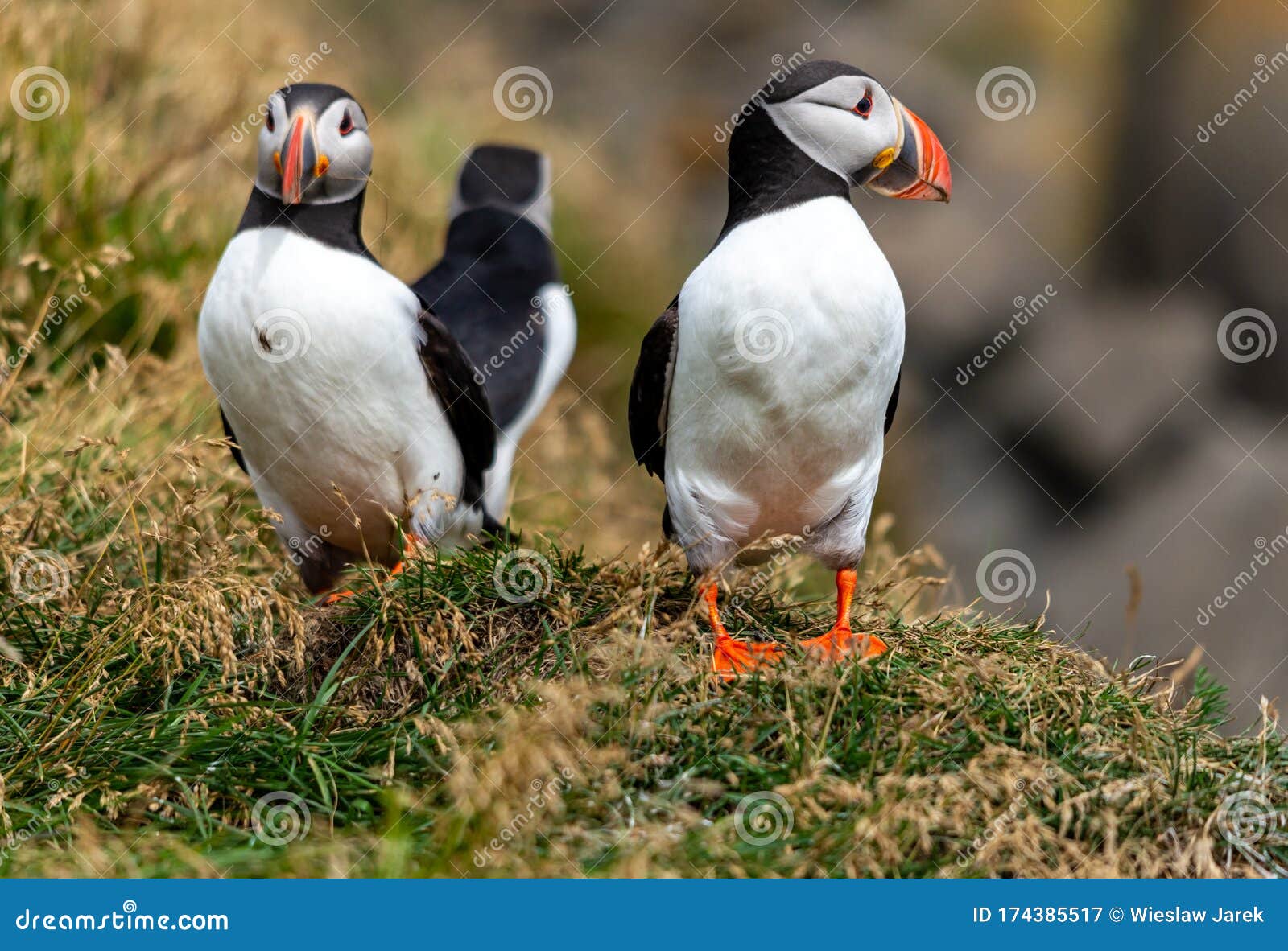 The Atlantic puffin stock image. Image of arctica, grass - 174385517