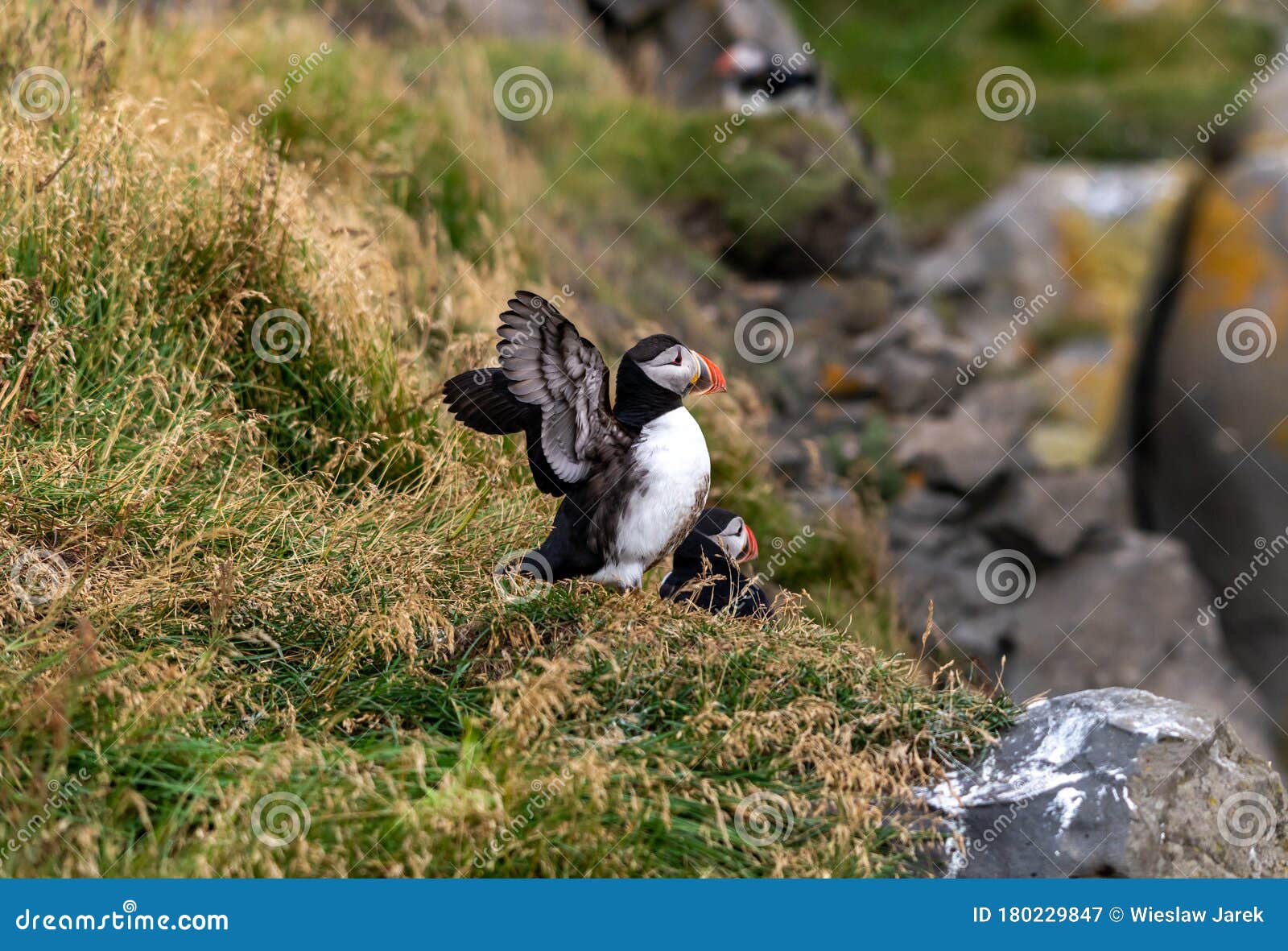 The Atlantic Puffin, Also Known As the Common Puffin. Stock Image ...