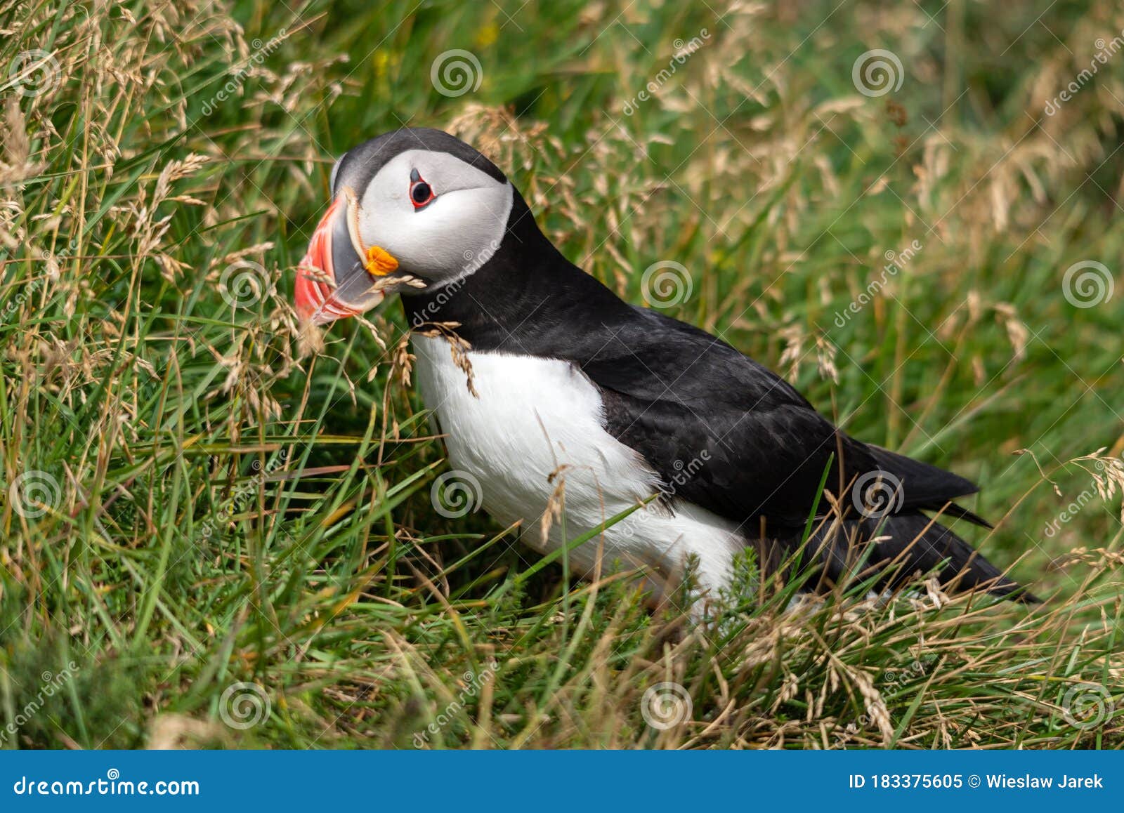 The Atlantic Puffin, Also Known As the Common Puffin. Stock Image ...