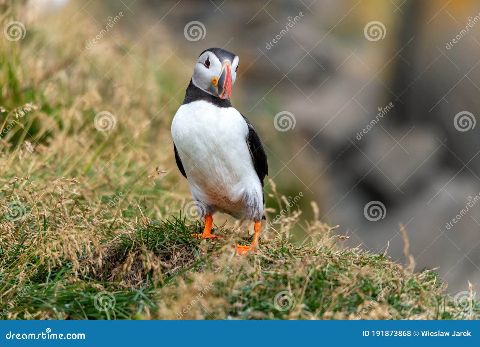 The Atlantic Puffin, Also Known As the Common Puffin. Stock Photo ...