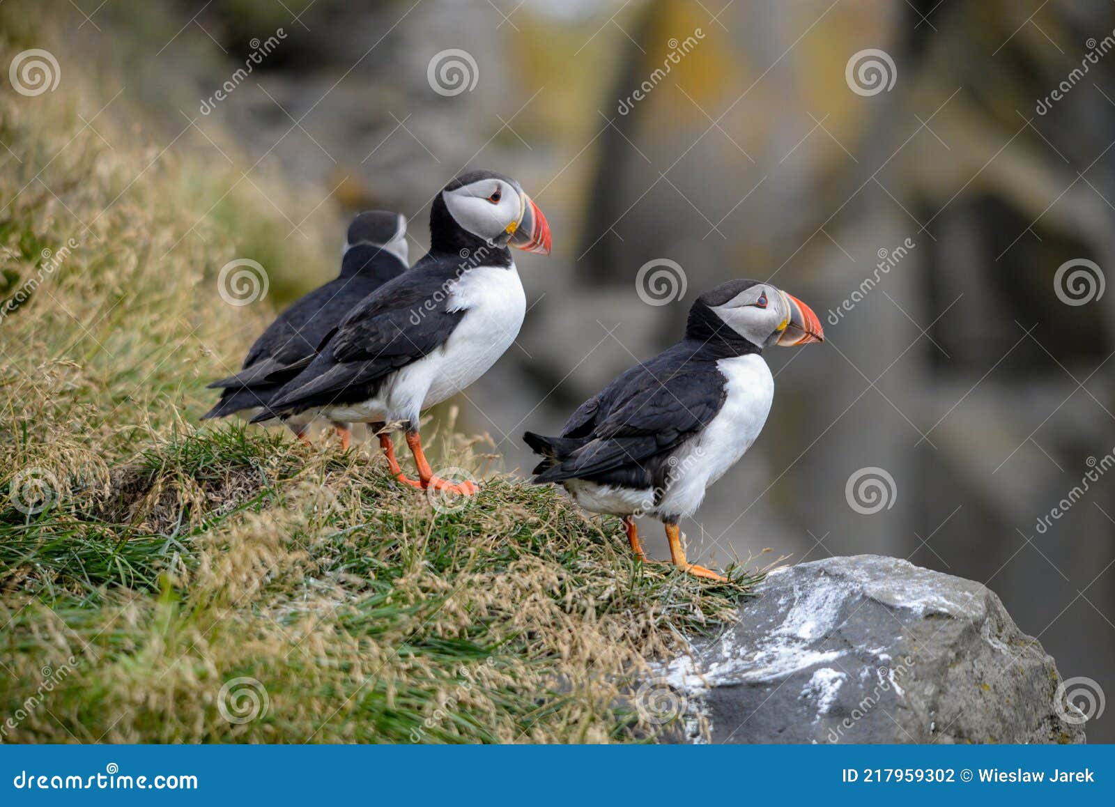 The Atlantic Puffin, Also Known As the Common Puffin. Stock Photo ...
