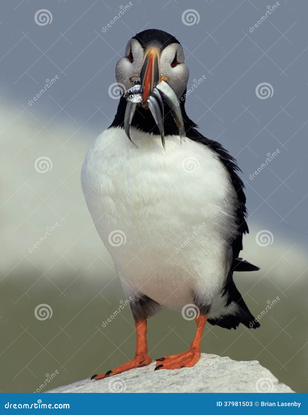 Red Puffin Fish Albino In The Aquarium Royalty-Free Stock Photo ...