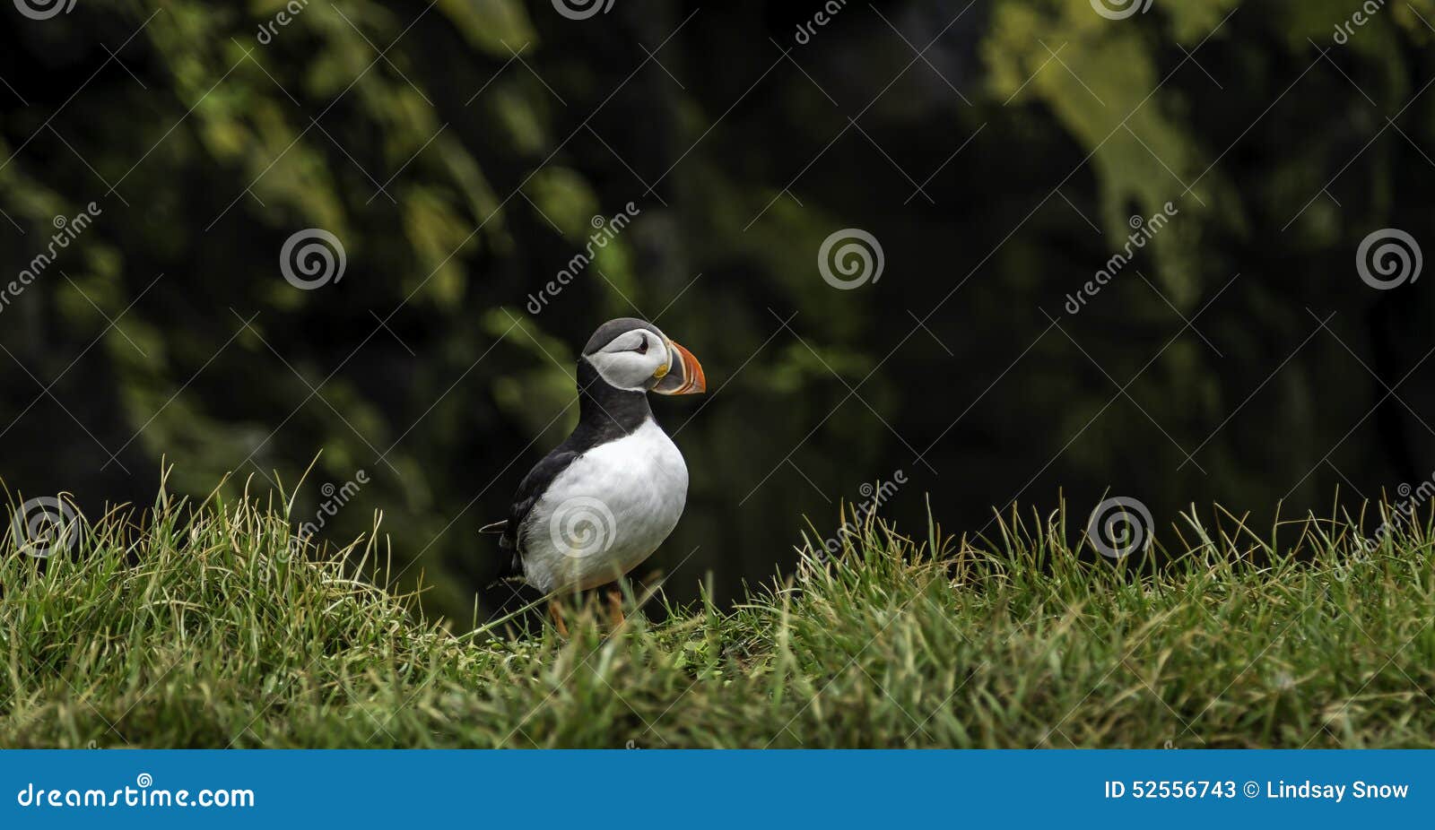 Atlantic Puffin stock image. Image of birds, iceland - 52556743