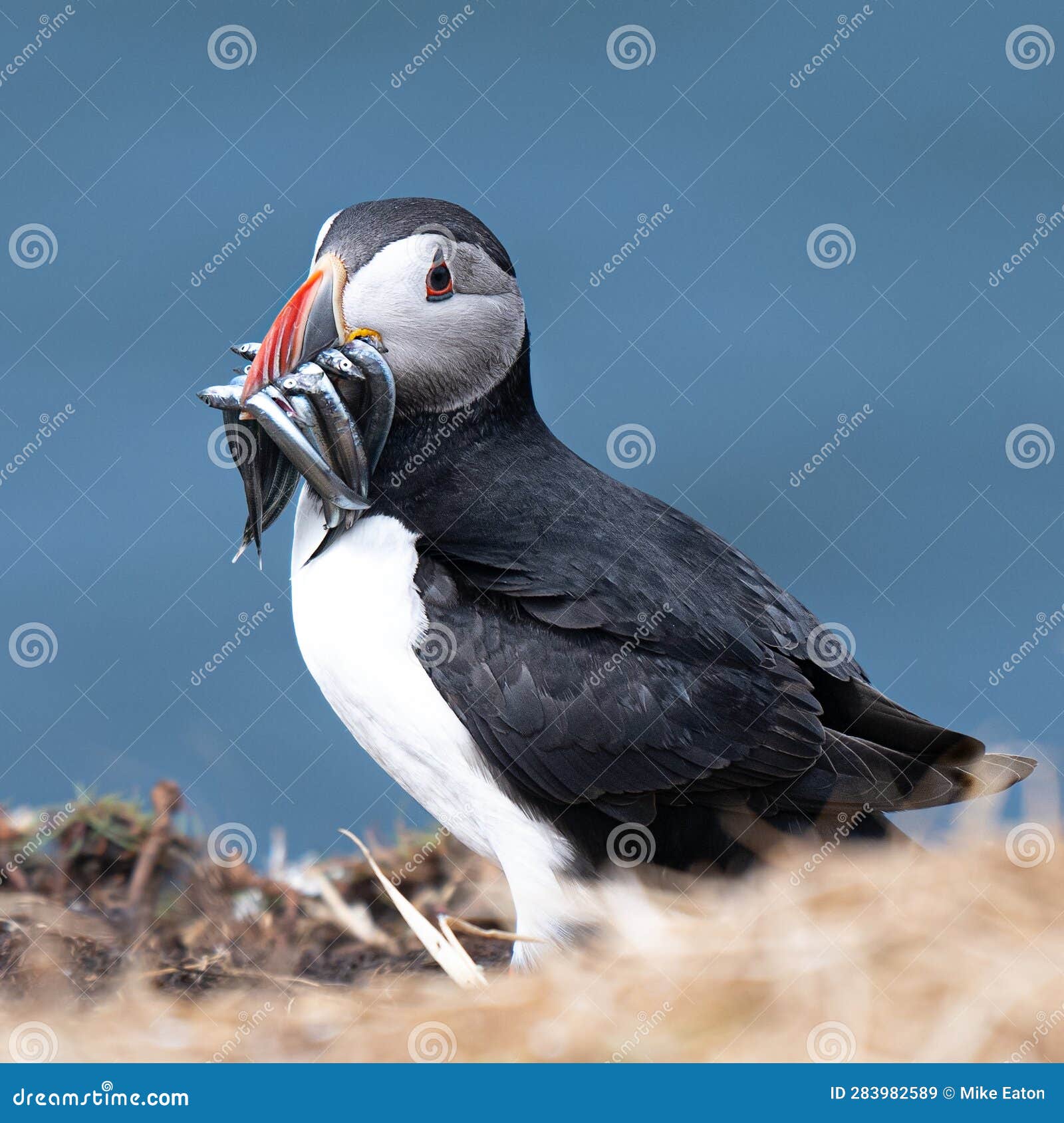 Atlantic Puffin with Catch of Sand Eels on the Island of Lunga Stock ...