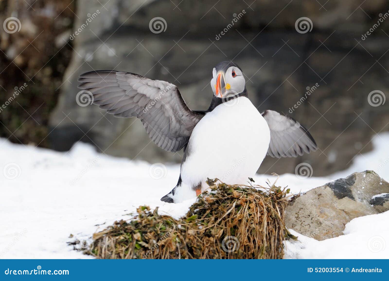 Atlantic Puffin stock photo. Image of norway, colony - 52003554