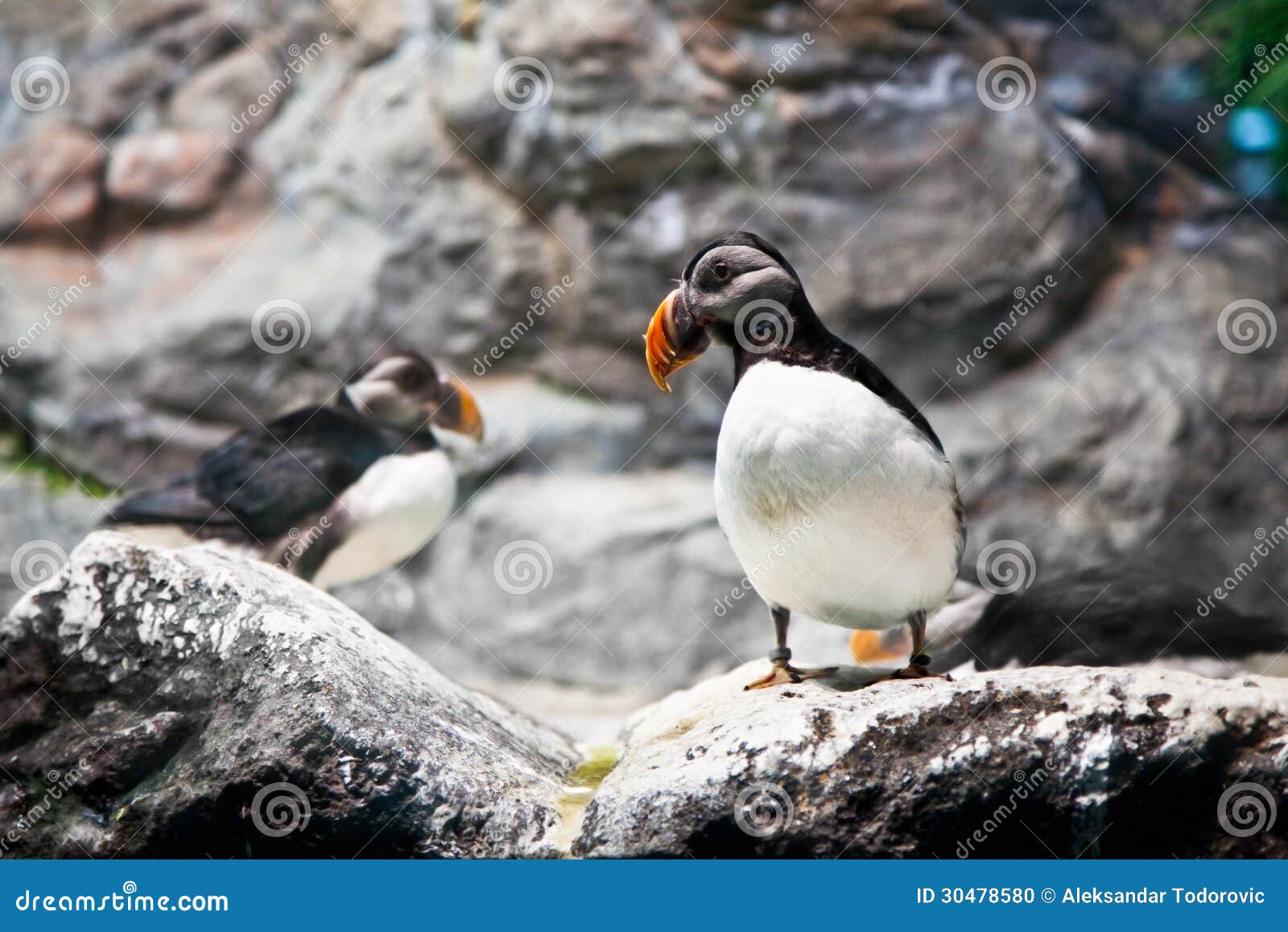 Atlantic Puffin on cliff stock photo. Image of northern - 30478580