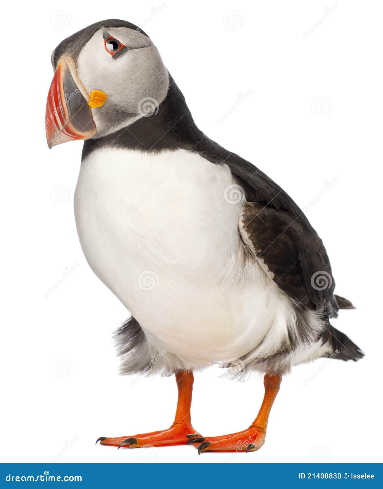 Atlantic Puffin or Common Puffin Stock Photo - Image of white, vertical ...