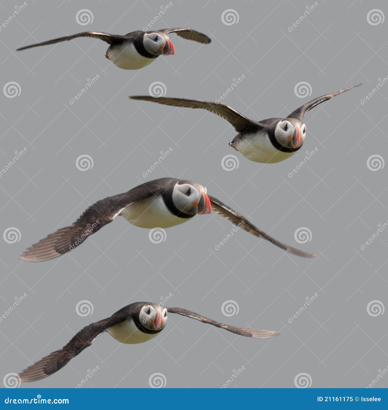 Atlantic Puffin or Common Puffin Flying Stock Image - Image of animals ...
