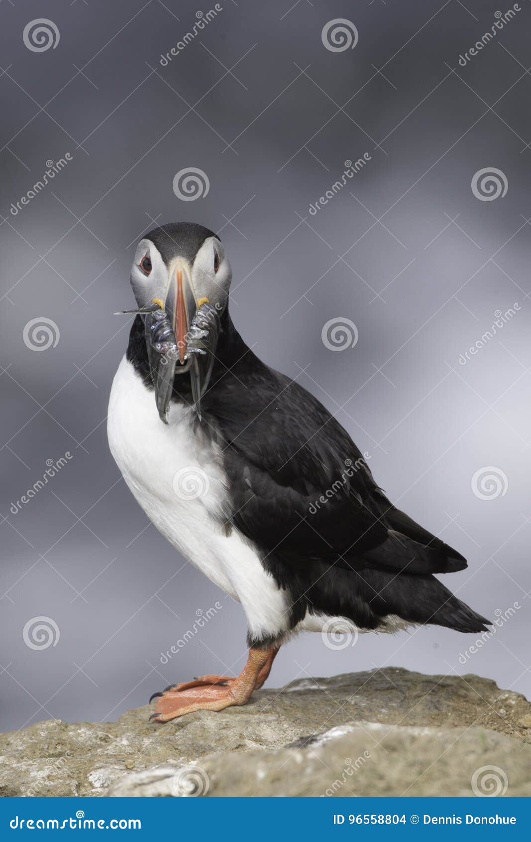 Atlantic Puffin with Fish for Chick Stock Photo - Image of beautiful ...