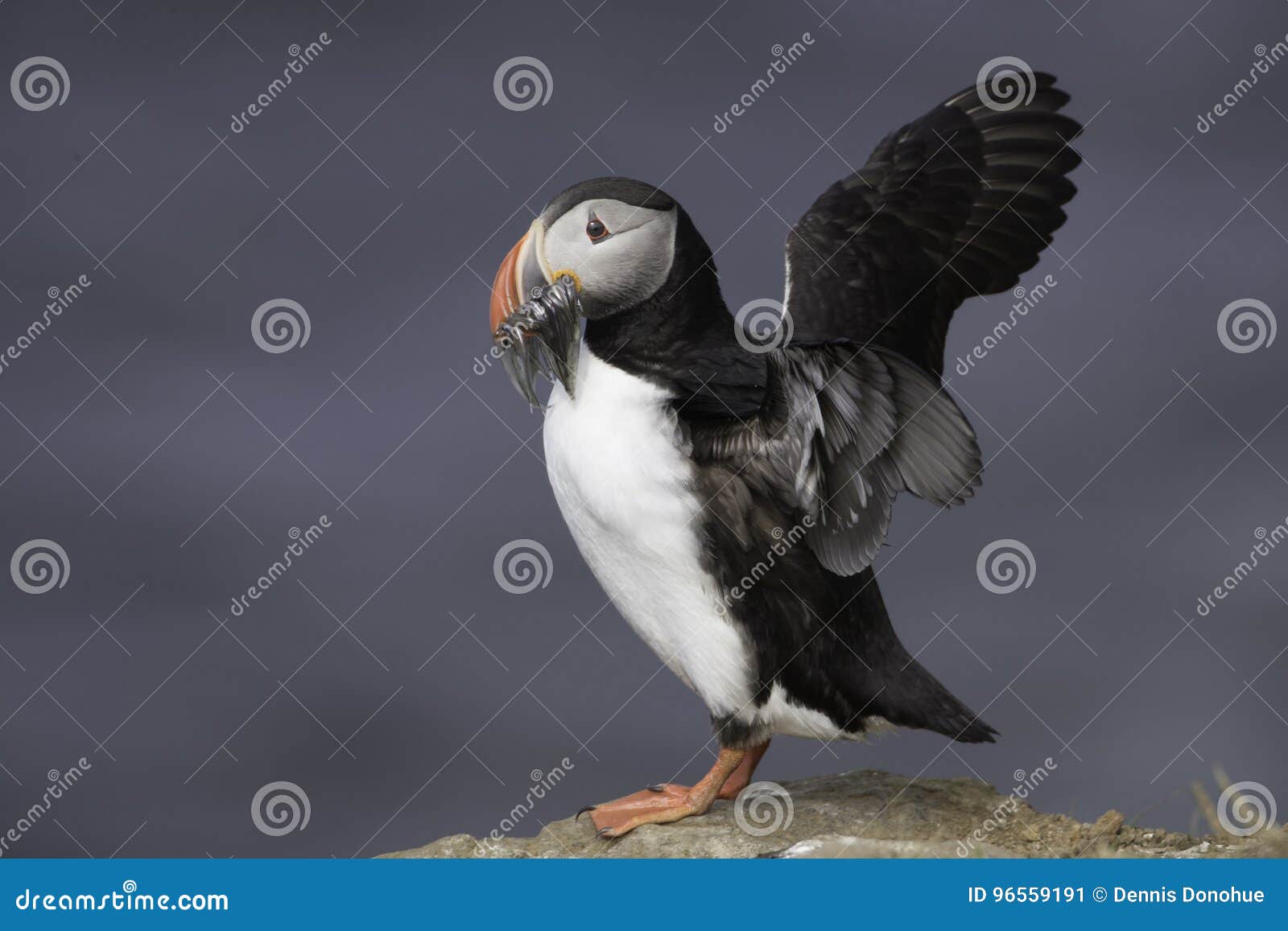 Atlantic Puffin with Fish for Chick Stock Image - Image of islands ...