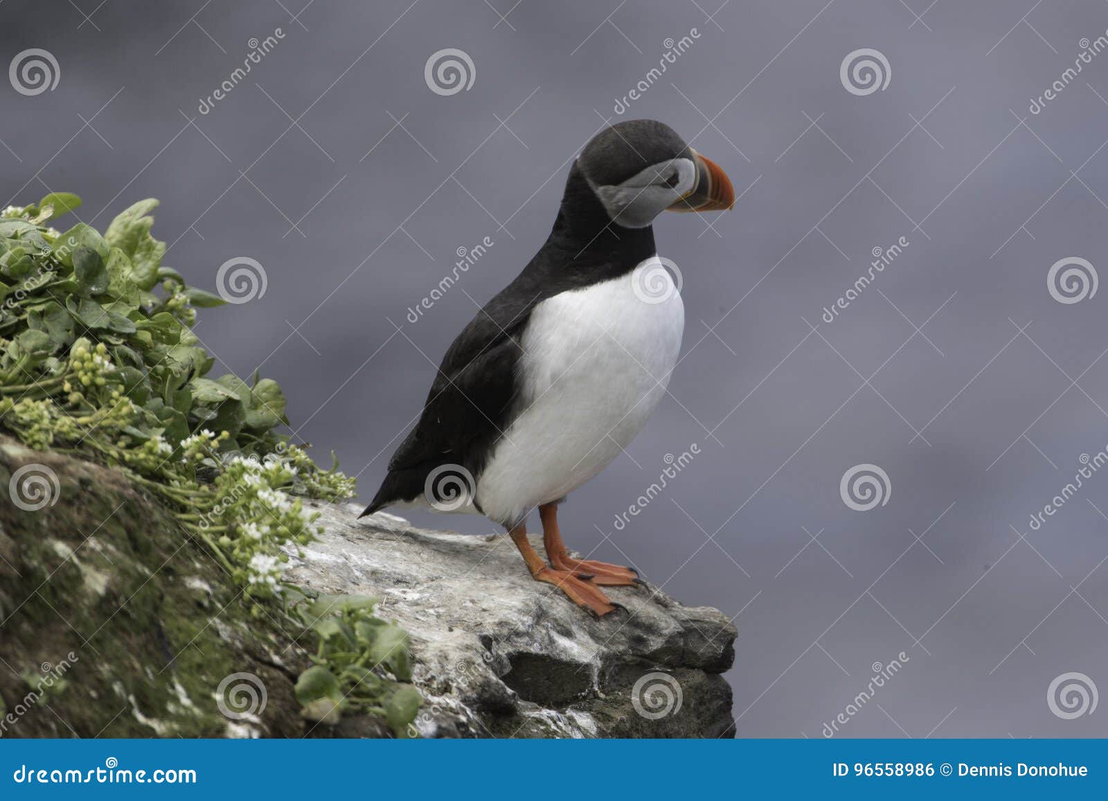 Atlantic Puffin with Fish for Chick Stock Photo - Image of chick ...