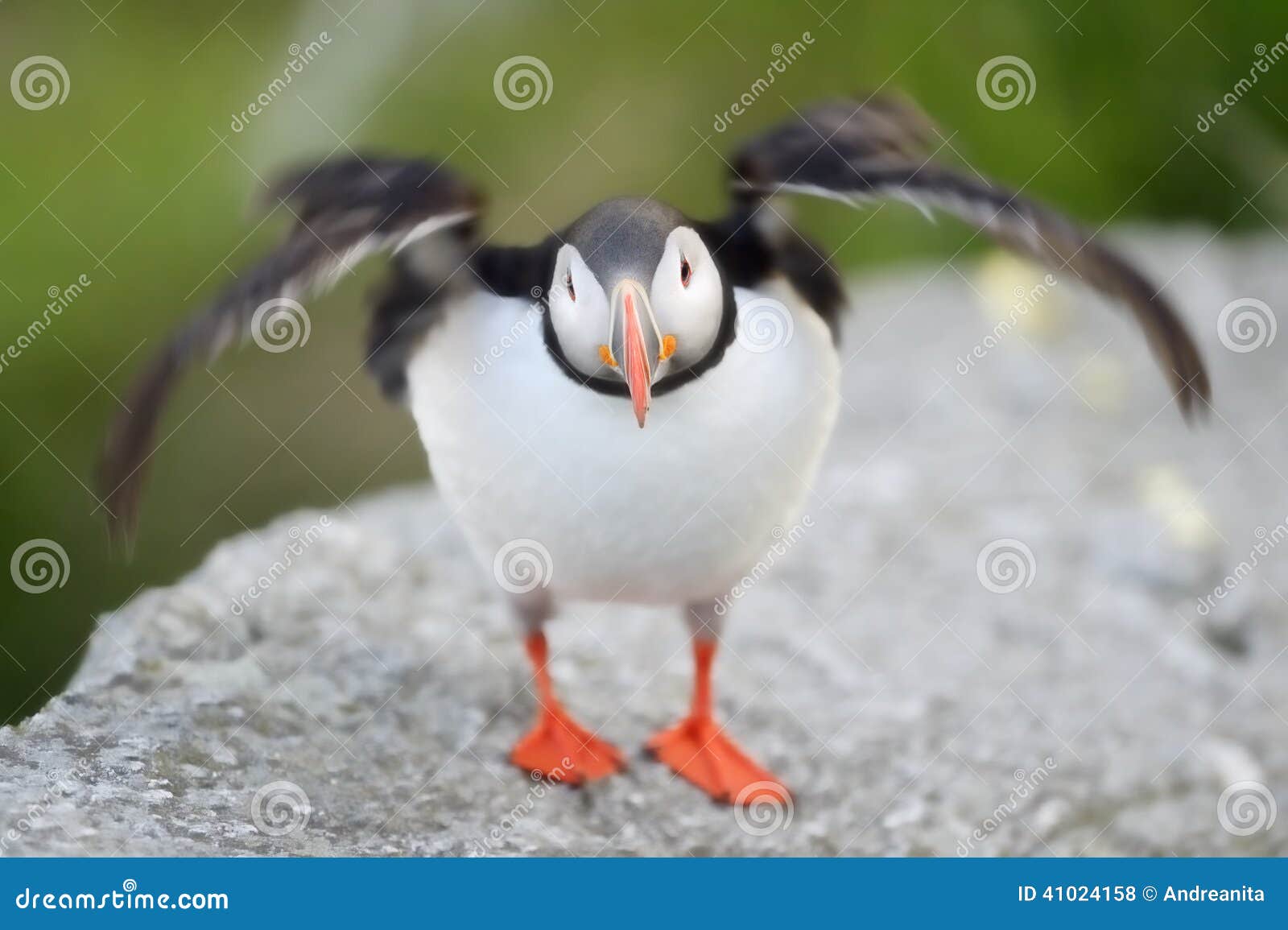 Atlantic Puffin Flapping it S Wings Stock Photo - Image of grass ...