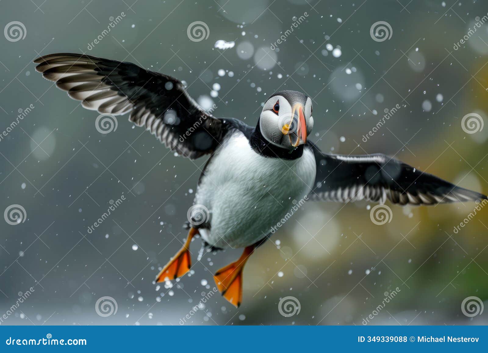 Atlantic Puffin Flying and Spreading Wings Over Water Stock Photo ...