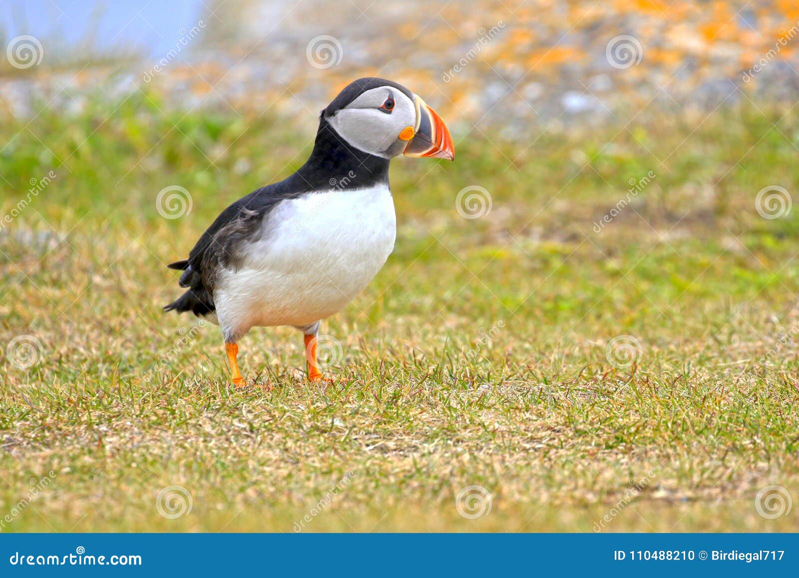 Atlantic Puffin Foraging in a Grass Meadow, Newfoundland, Canada Stock ...