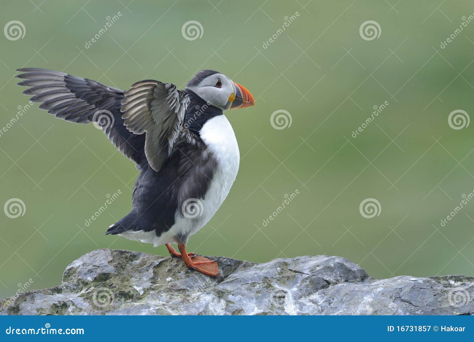 Atlantic Puffin, Fratercula Arctica Stock Image - Image of flapping ...