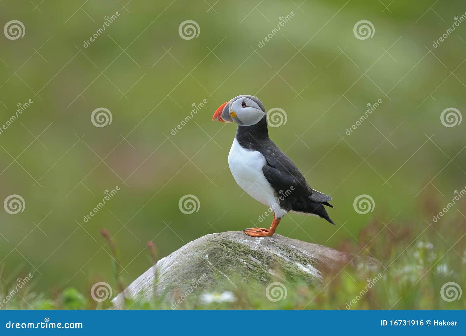 Atlantic Puffin, Fratercula Arctica Stock Photo - Image of black ...