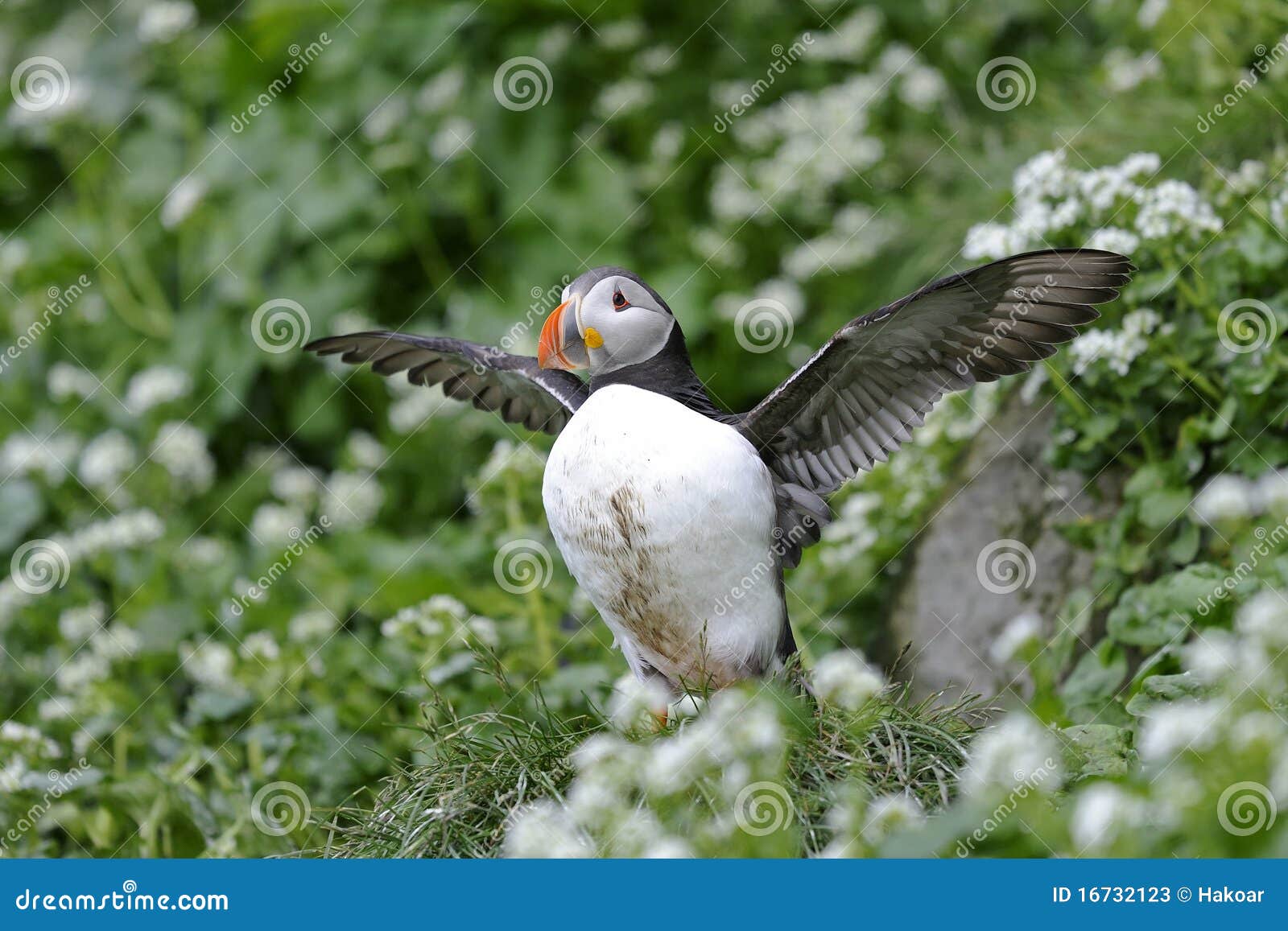 Atlantic Puffin, Fratercula Arctica Stock Image - Image of white ...