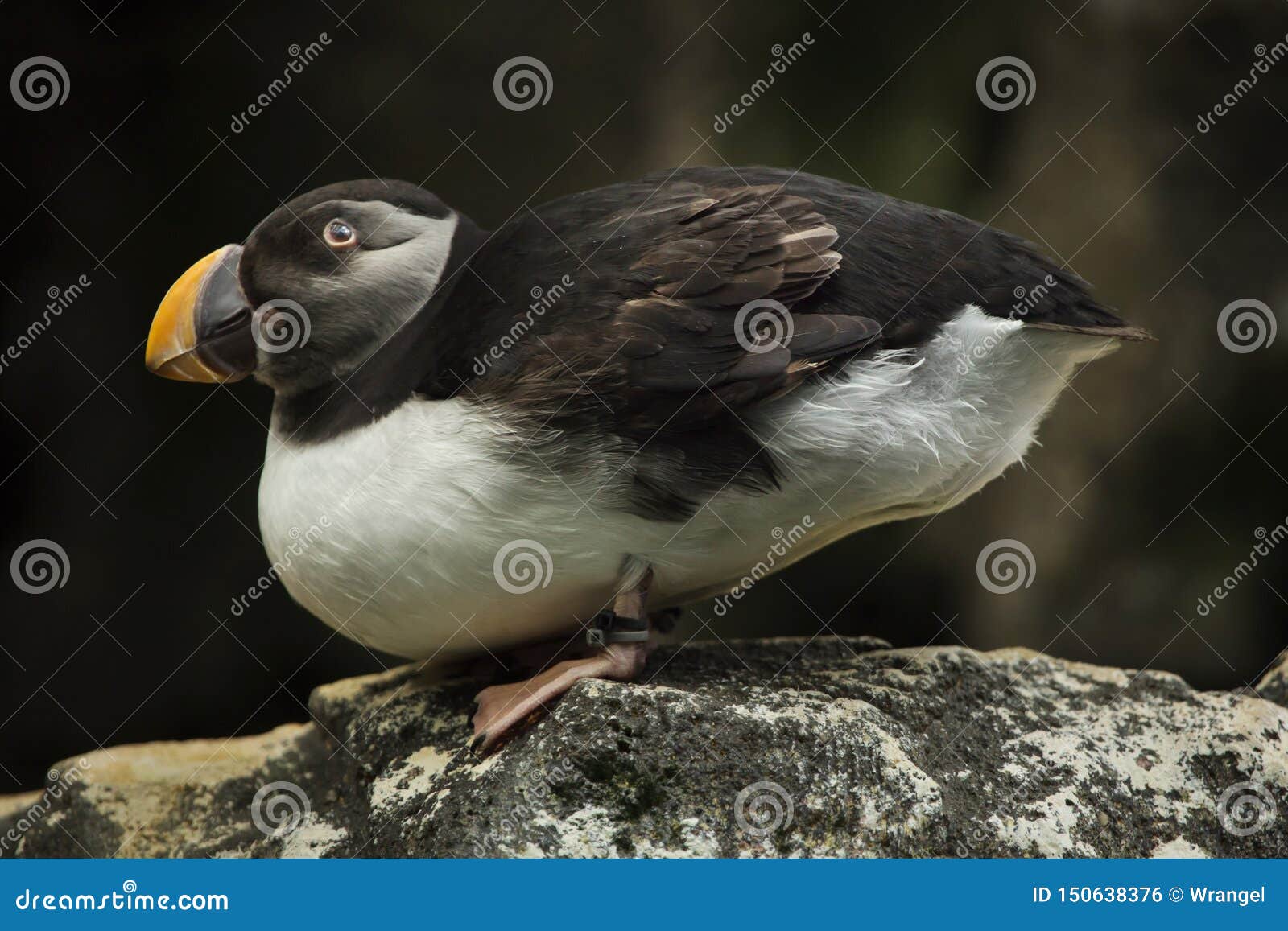 Atlantic Puffin Fratercula Arctica Stock Photo - Image of alca, arctica ...