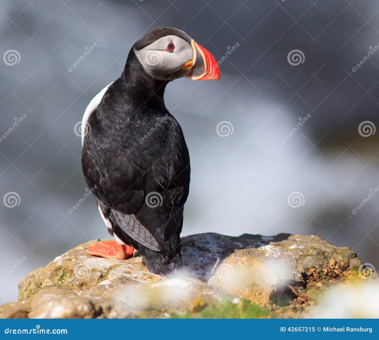 Atlantic Puffin (Fratercula Arctica) on Cliff Top Stock Image - Image ...