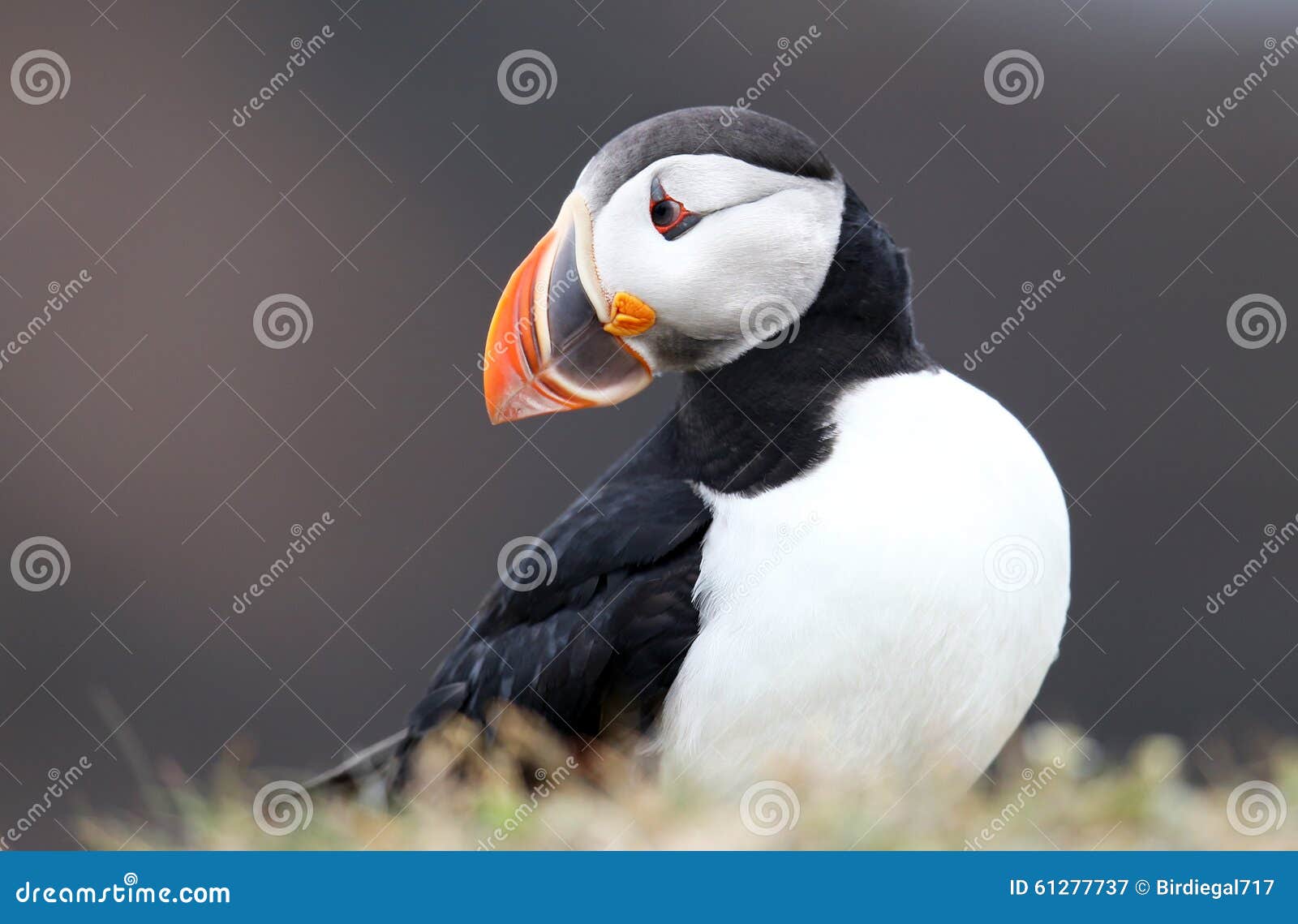 Atlantic Puffin Head, Newfoundland Stock Image - Image of clown, beak ...
