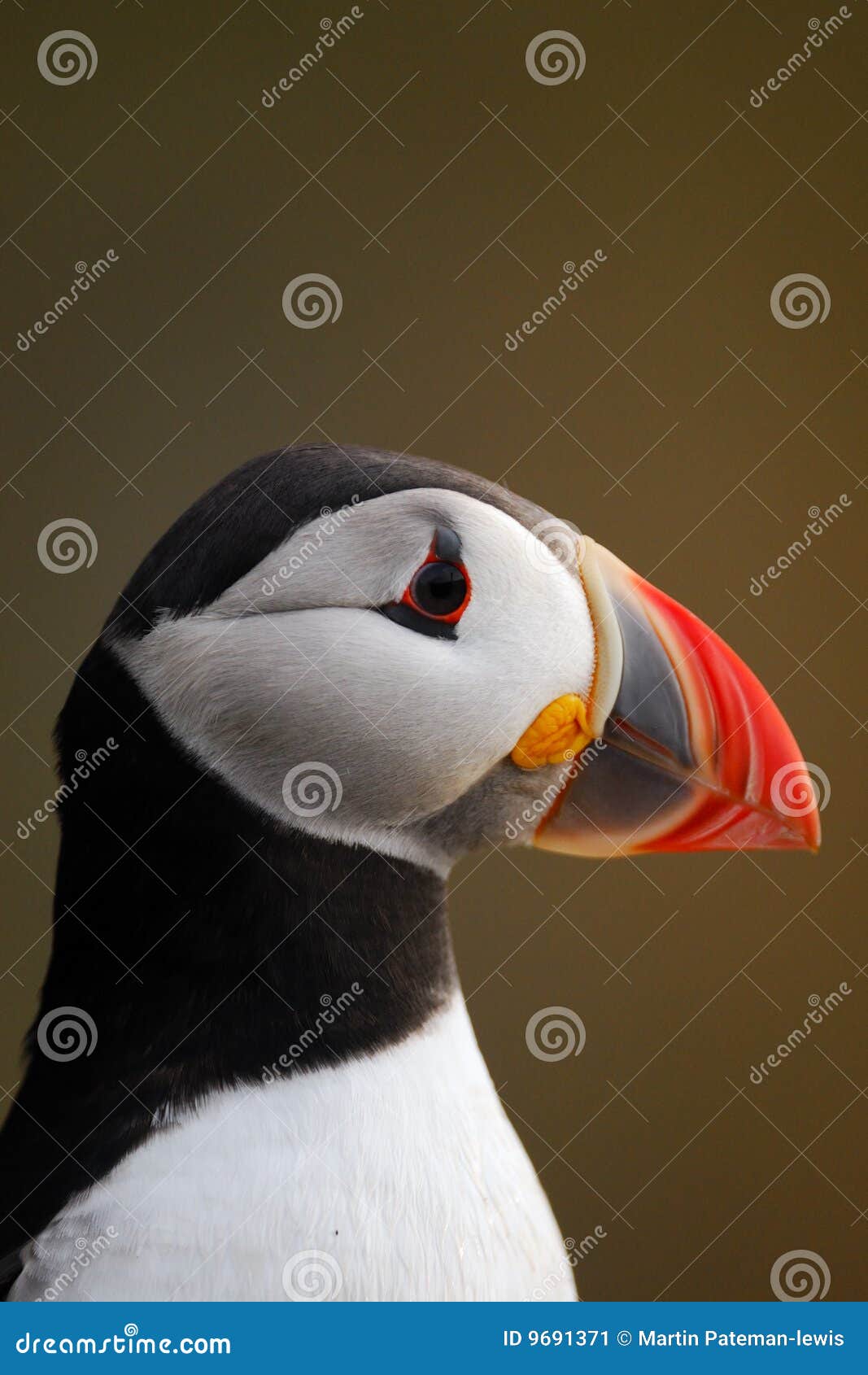 Atlantic puffin head shot stock image. Image of island - 9691371