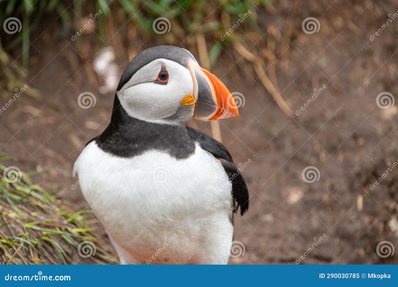 Atlantic Puffin in Iceland, Near Its Burrow, Standing Stock Image ...
