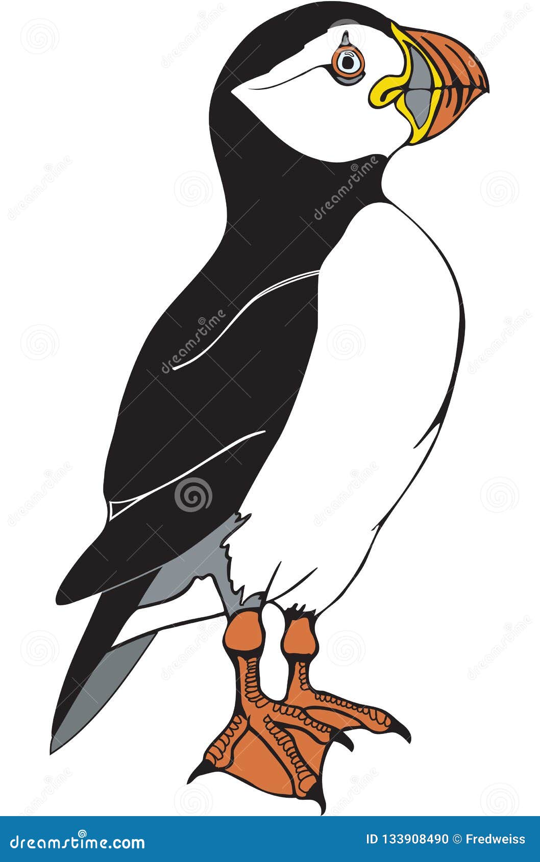 Atlantic Puffin Or Common Puffin Illustration, Drawing, Engraving, Ink ...