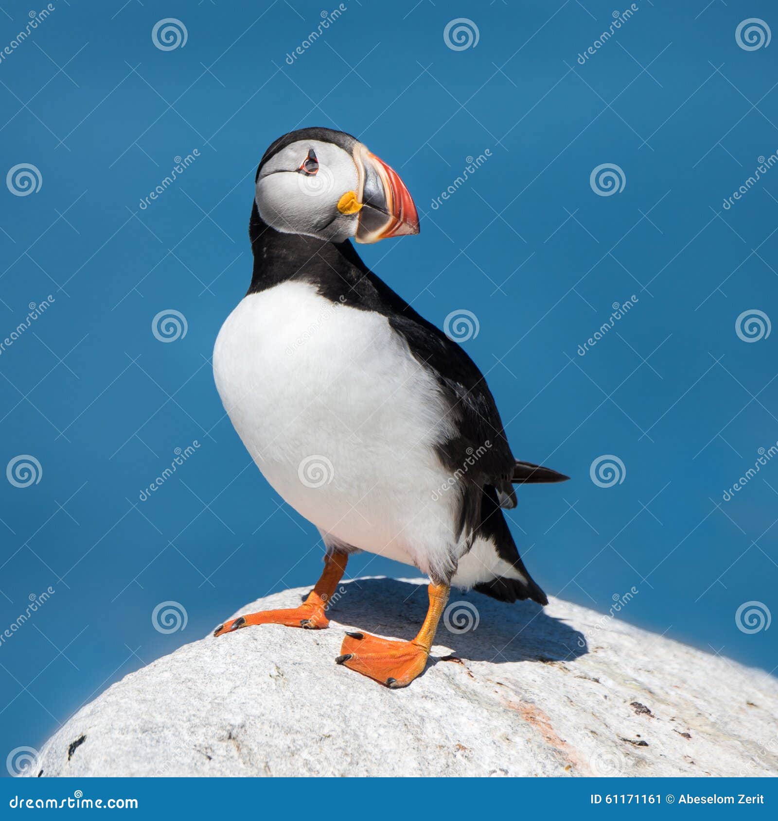 Portrait Of The Atlantic Puffin In Profile. Wallpaper. Stock Image ...