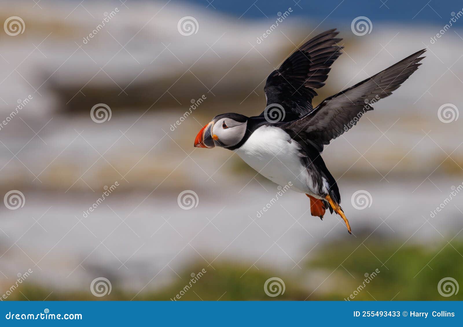 Atlantic Puffin on an Island Off the Coast of Maine Stock Image - Image ...