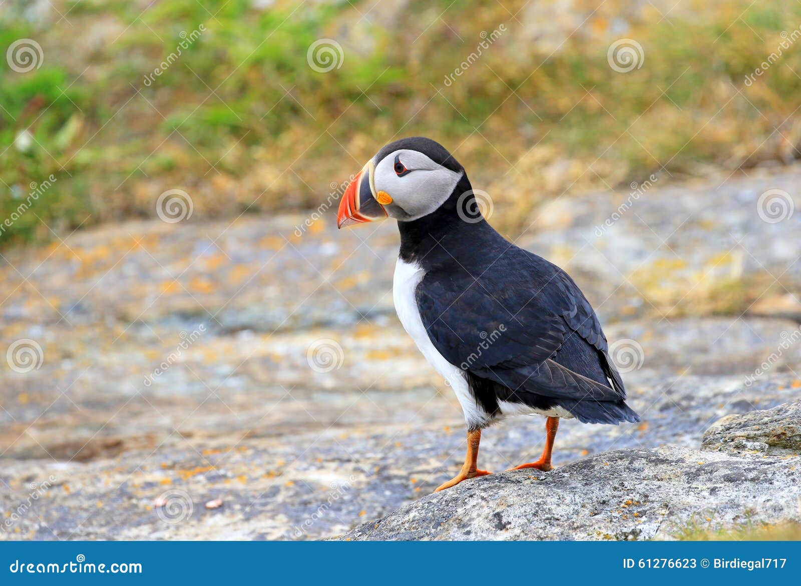 Atlantic Puffin, from Newfoundland, Canada Stock Image - Image of ...