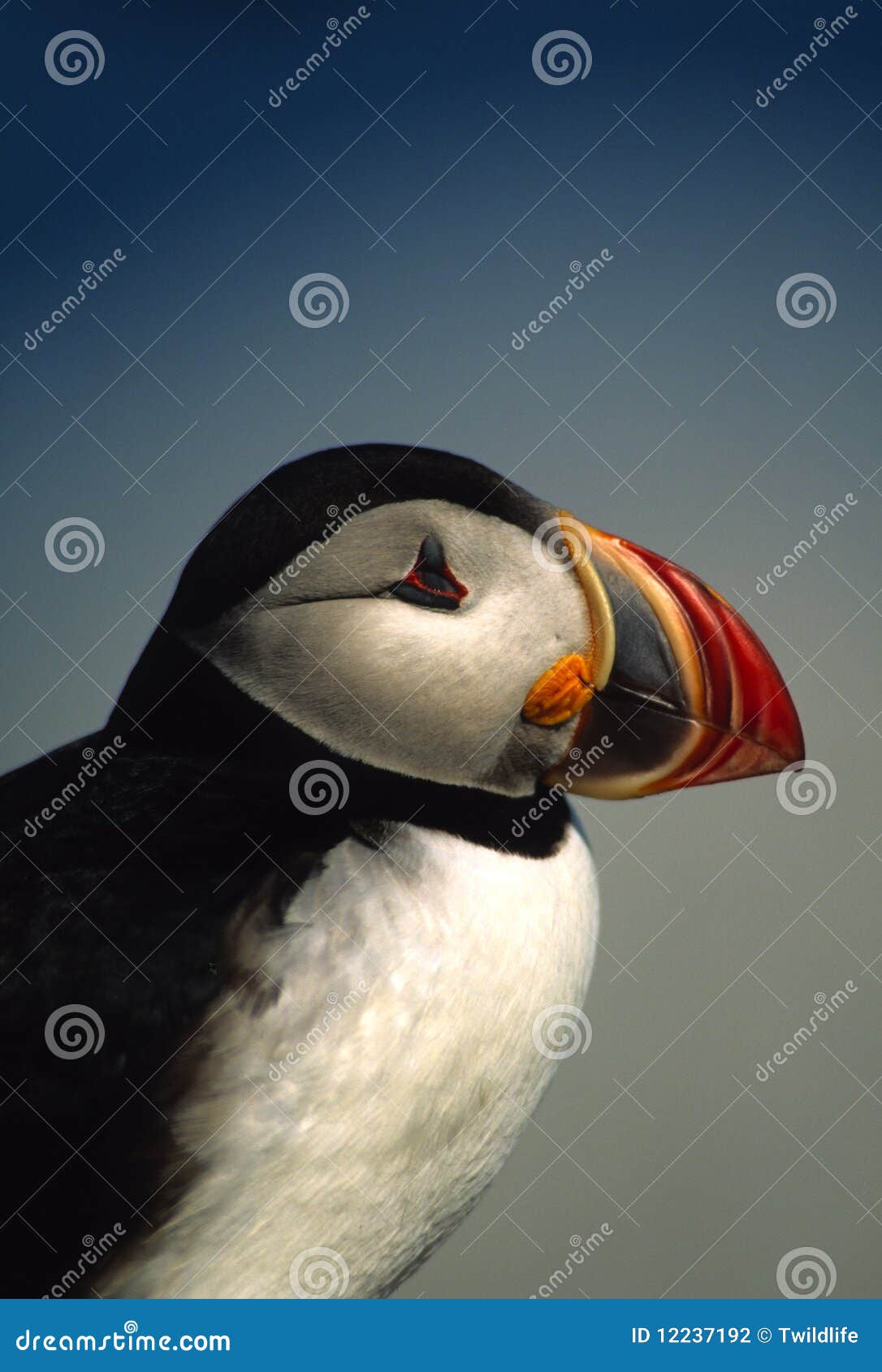 Atlantic Puffin Portrait stock photo. Image of beak, puffin - 12237192