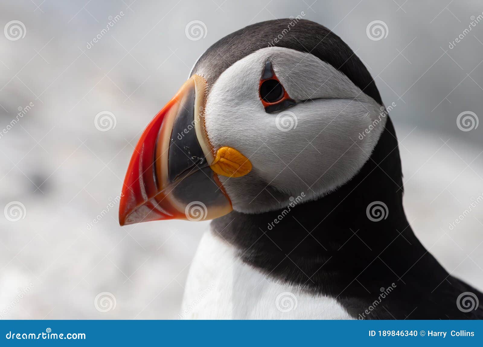 Male Puffin Standing Next To Flower Bushes In Front Of Female Puffin ...