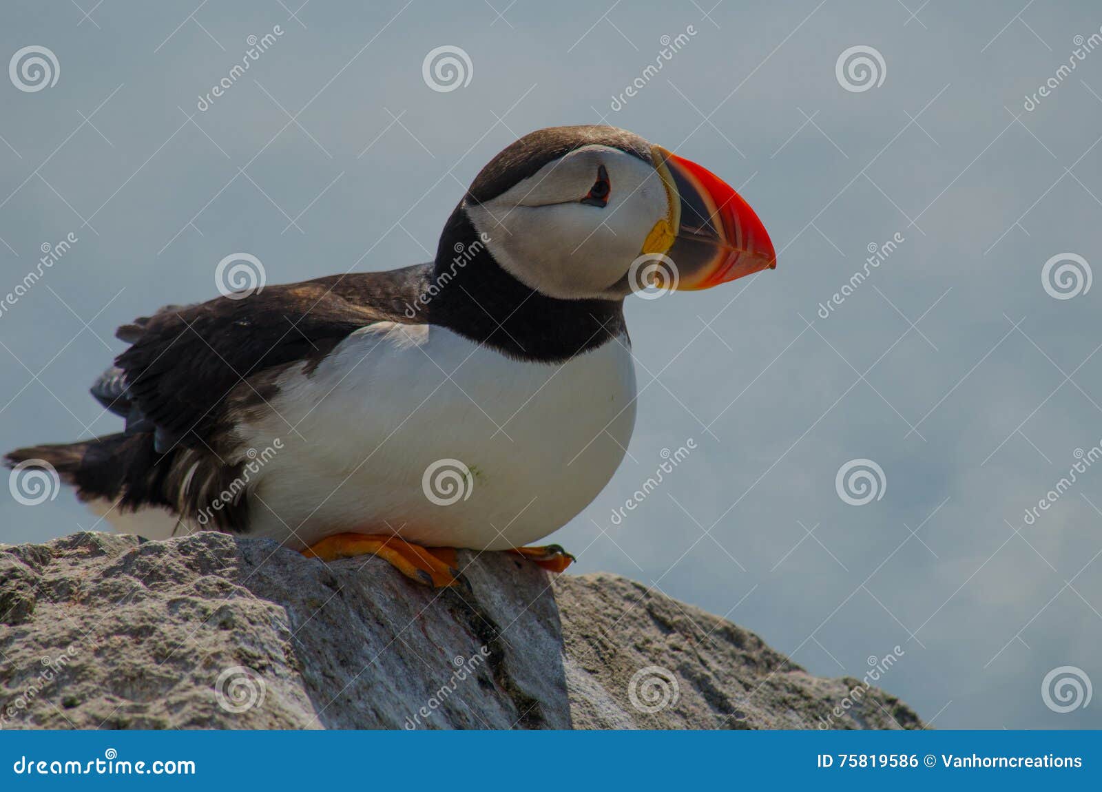 An Atlantic Puffin Resting on a Rock Stock Photo - Image of wildlife ...