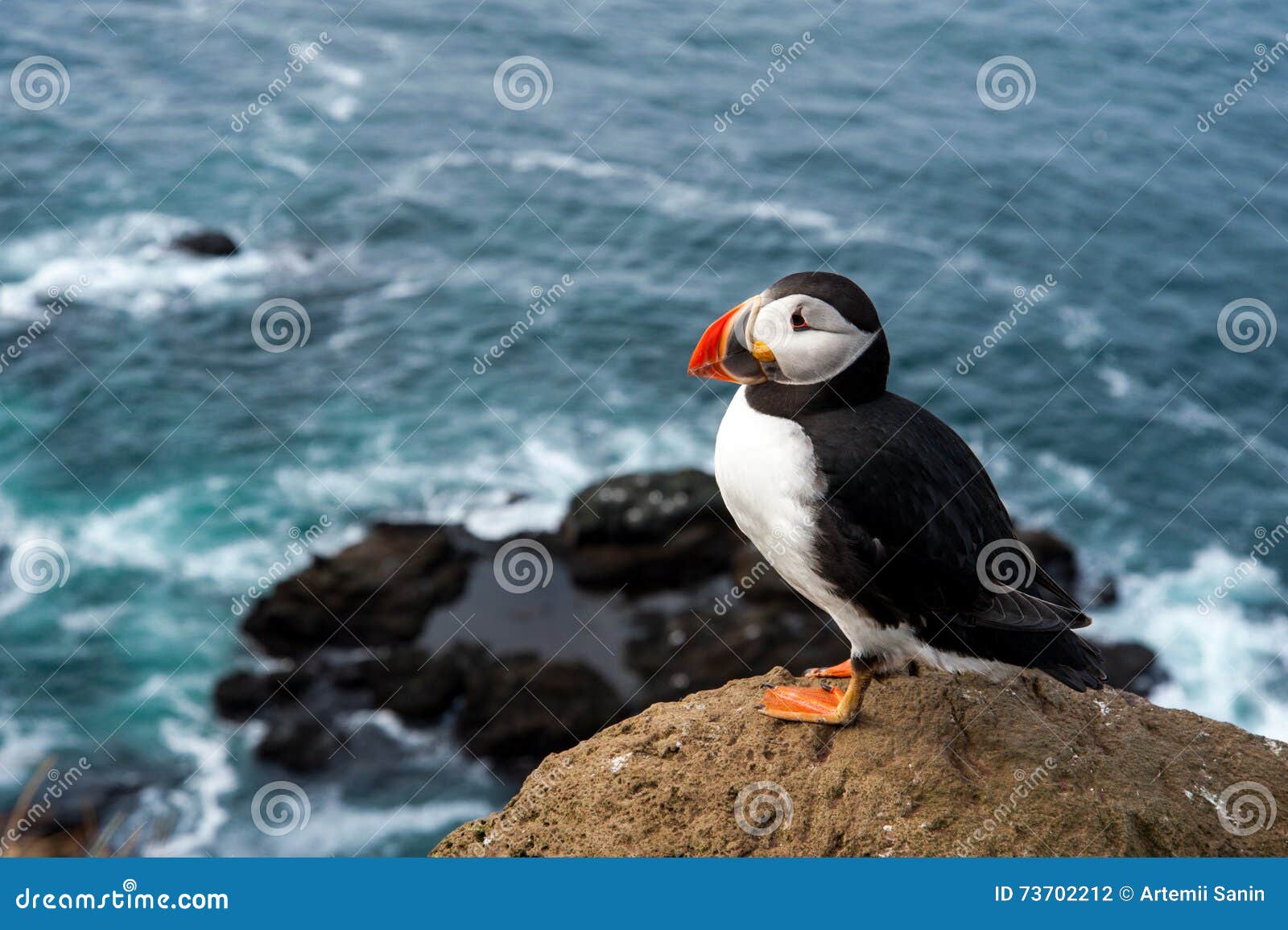 Atlantic Puffin Sitting on a Cliff Stock Photo - Image of northern ...