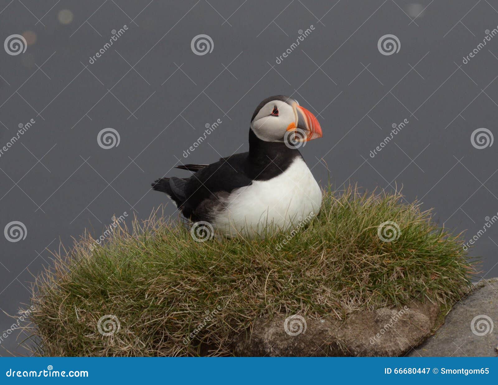 Atlantic Puffin Sitting Looking Right Stock Image - Image of tourism ...