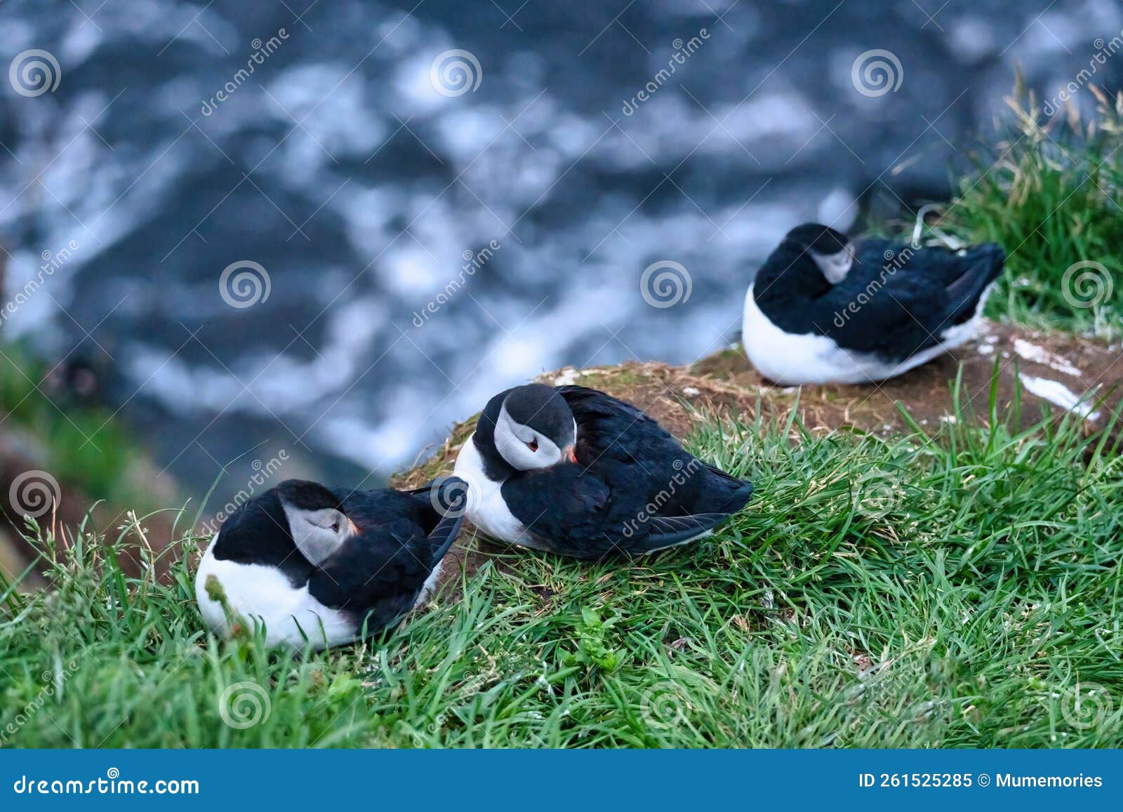 Atlantic Puffin Sleeping on Cliff Nest by the Coastline in Atlantic ...