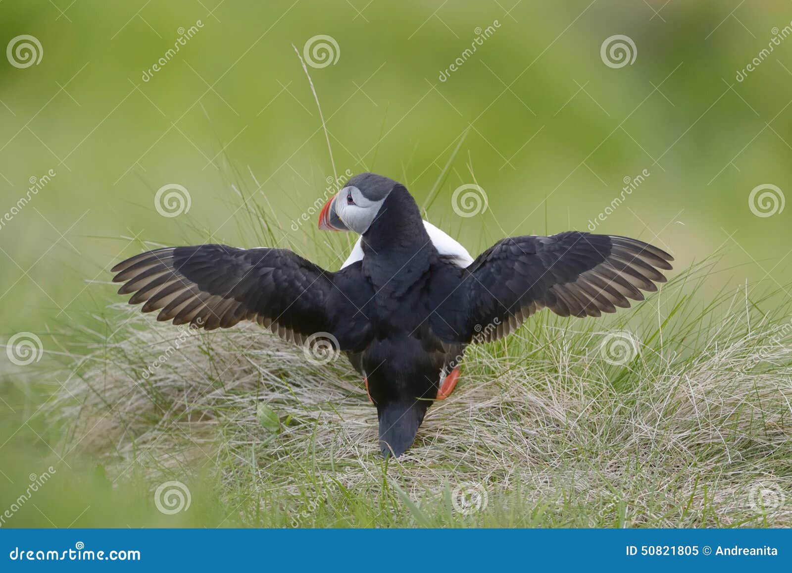 Atlantic Puffin stock image. Image of alcidae, cliff - 50821805