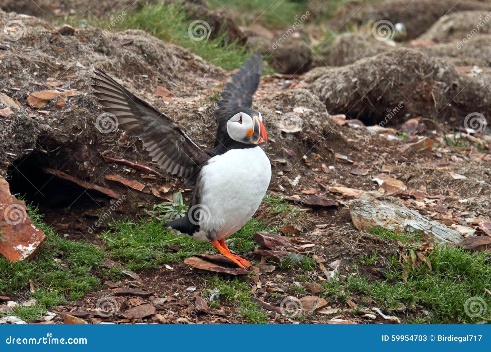 Atlantic Puffin Stretching Its Wings, Newfoundland, Canada Stock Image ...