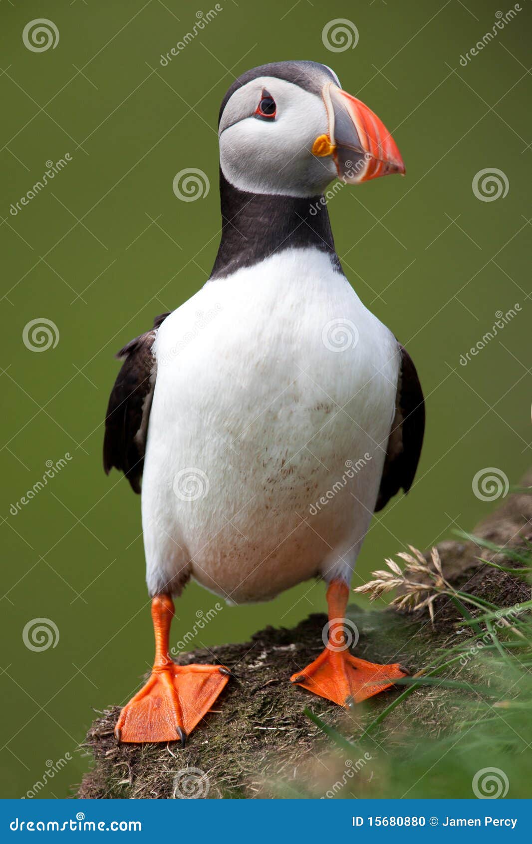 Atlantic Puffin with Webbed Feet Stock Photo - Image of feathers, cute ...