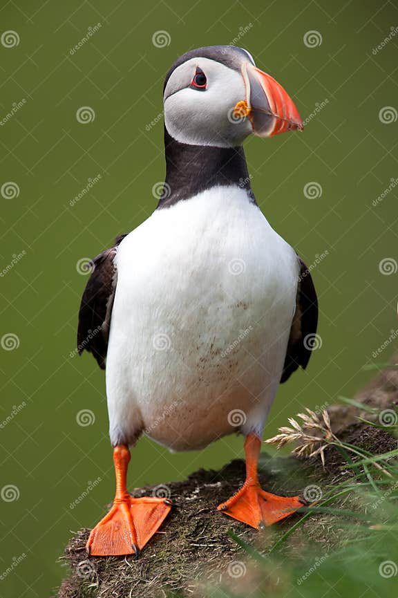 Atlantic Puffin with Webbed Feet Stock Photo - Image of feathers, cute ...
