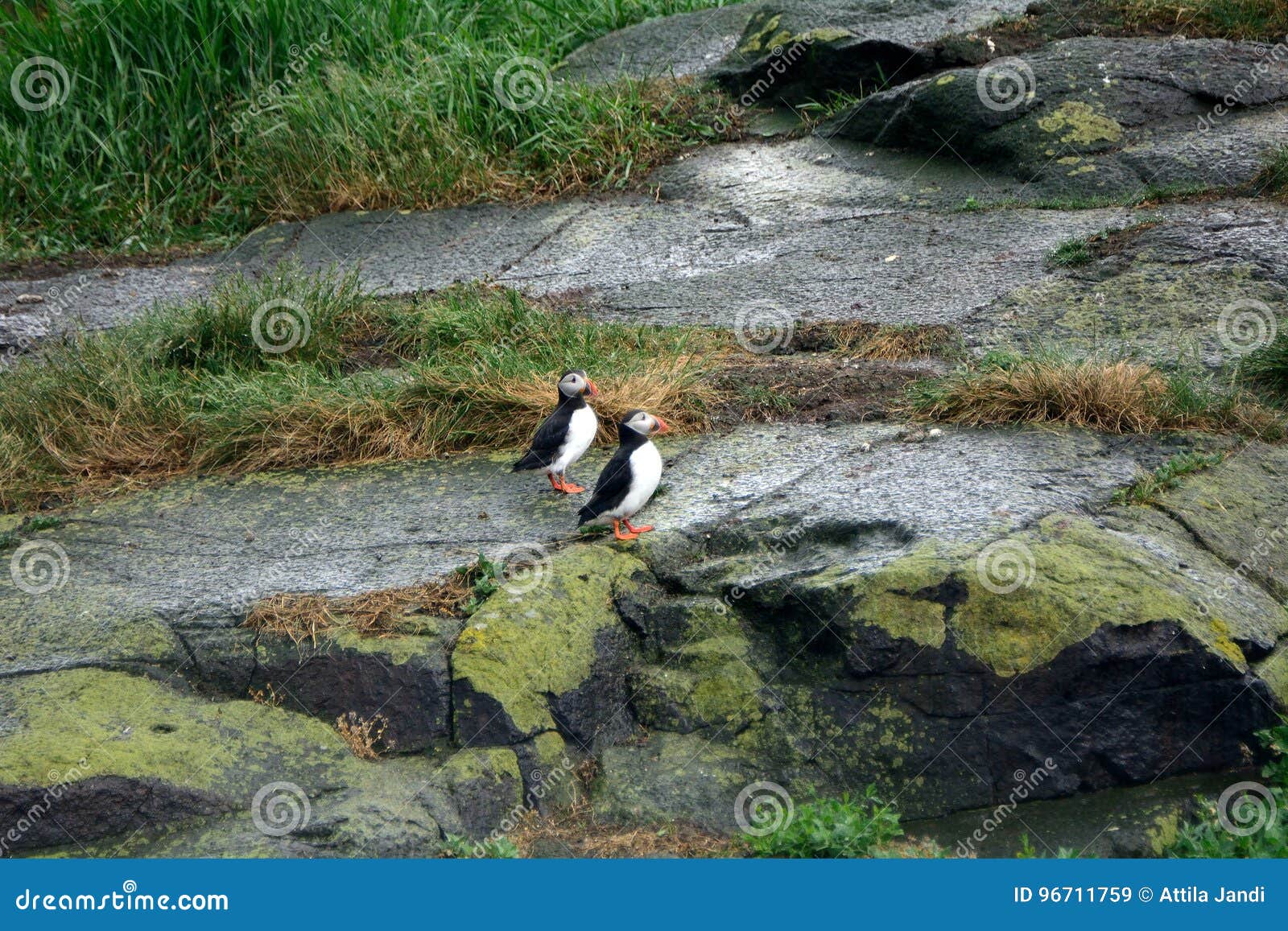 Atlantic Puffins, Craigleith Island, Scotland Stock Image - Image of ...
