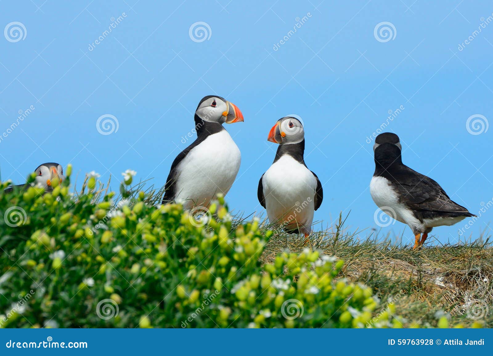 Atlantic Puffins, Farne Islands Nature Reserve, England Stock Photo ...