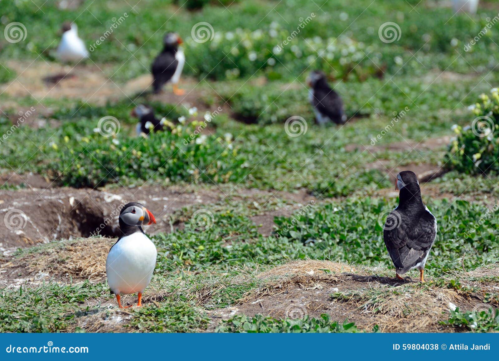Atlantic Puffins, Farne Islands Nature Reserve, England Stock Photo ...