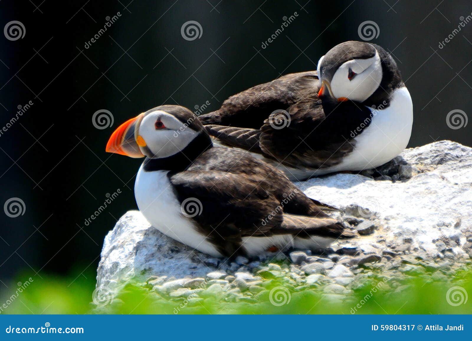 Atlantic Puffins, Farne Islands Nature Reserve, England Stock Image ...