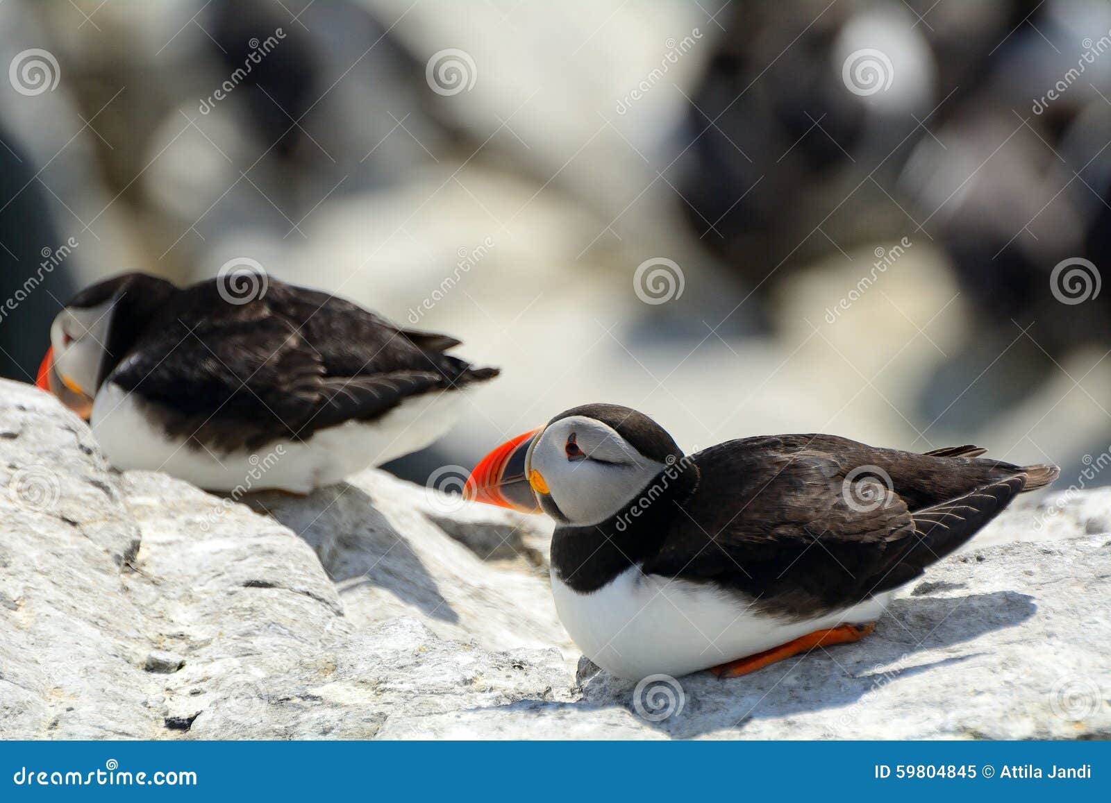 Atlantic Puffins, Farne Islands Nature Reserve, England Stock Image ...