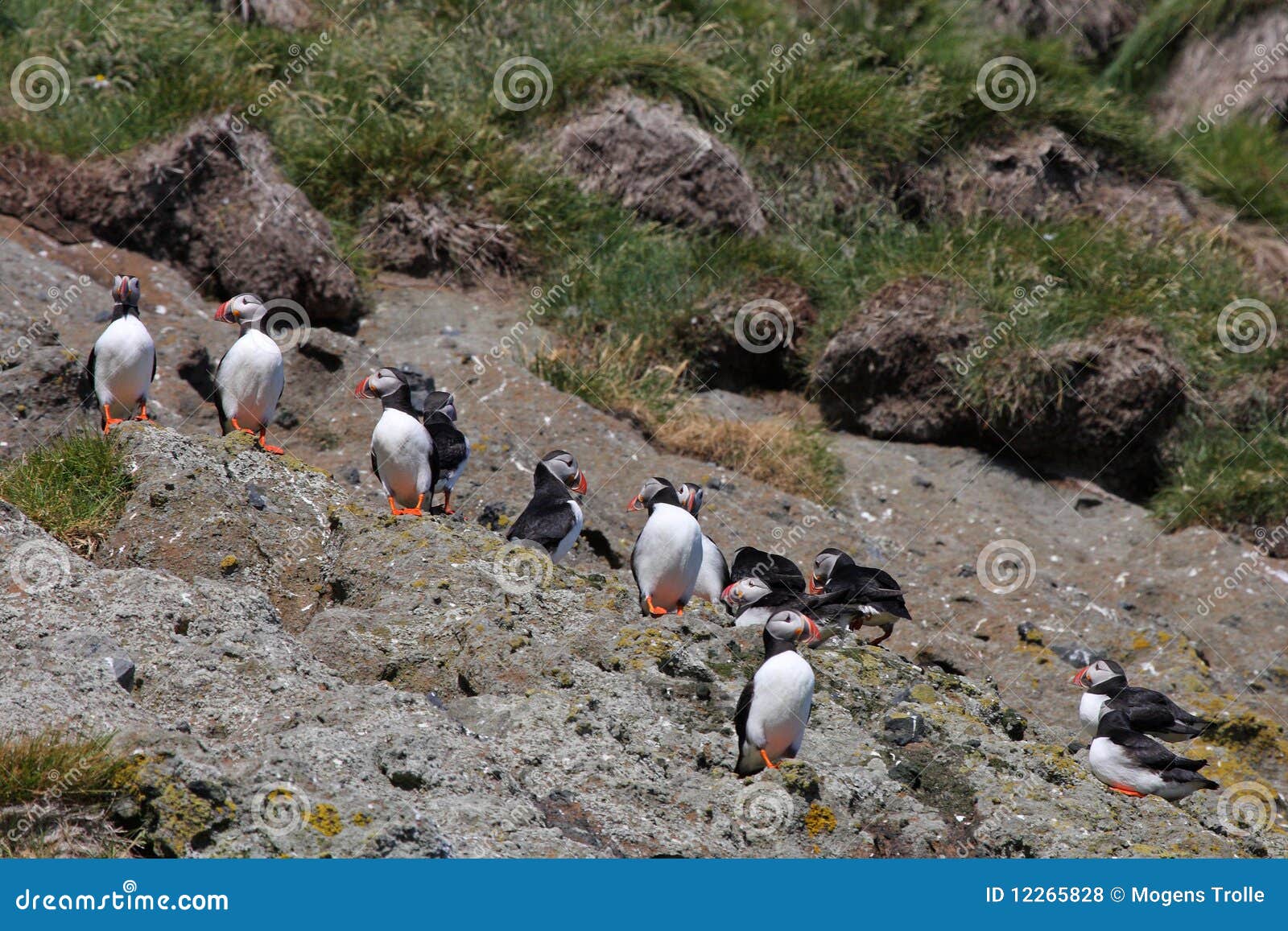 Atlantic Puffins in Nesting Area, Iceland Stock Photo - Image of marine ...