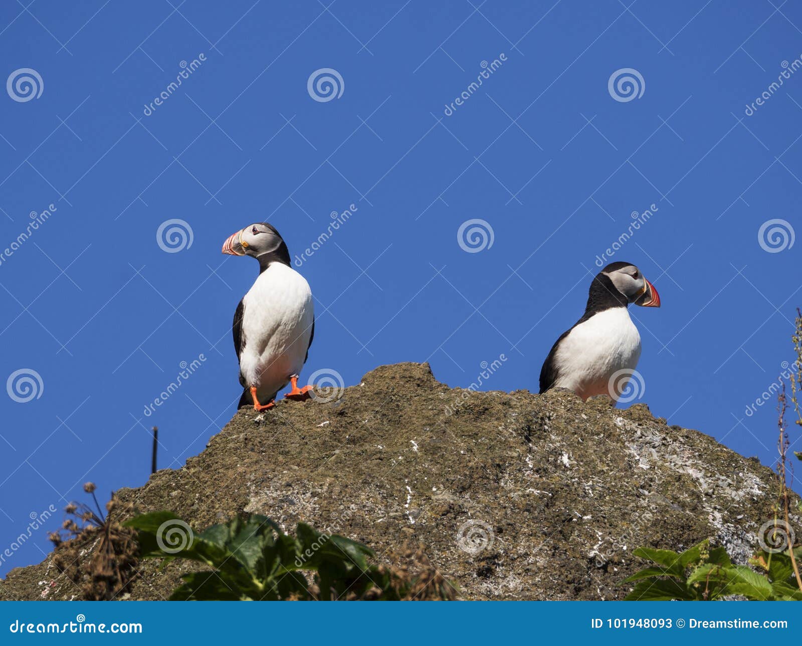 Atlantic Puffins Nesting in Dyrholaey, Iceland Stock Image - Image of ...