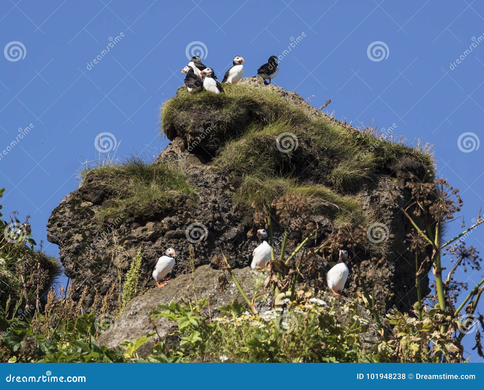Atlantic Puffins Nesting in Dyrholaey, Iceland Stock Photo - Image of ...