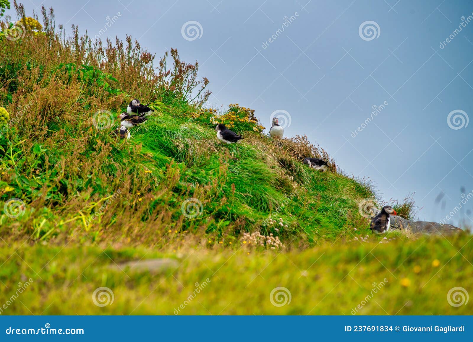Puffins Nesting At Heimaey Island On Iceland Royalty-Free Stock Image ...