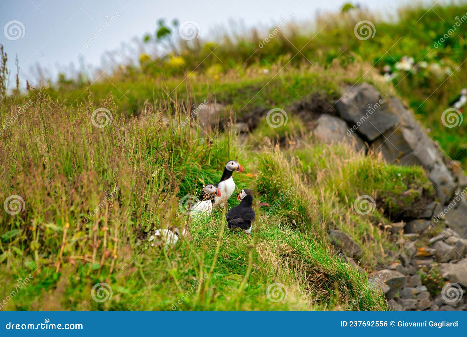 The Atlantic Puffins Nesting in Reynisfjara Beach, Iceland Stock Photo ...